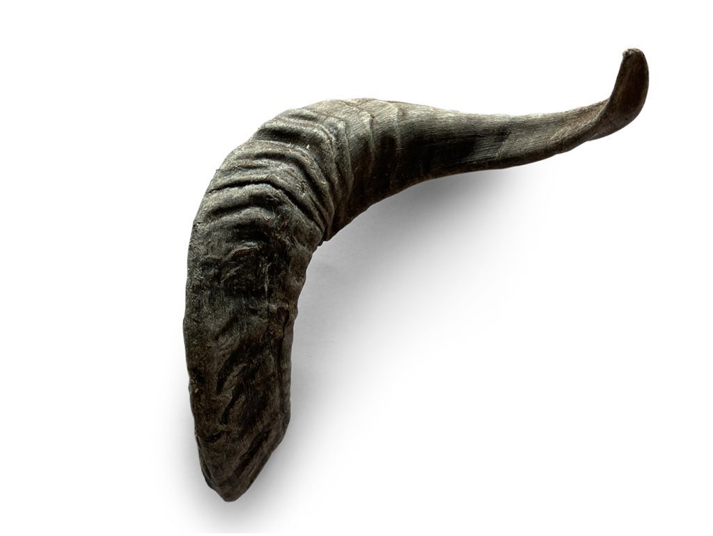 Corne de mouton - RIVADA